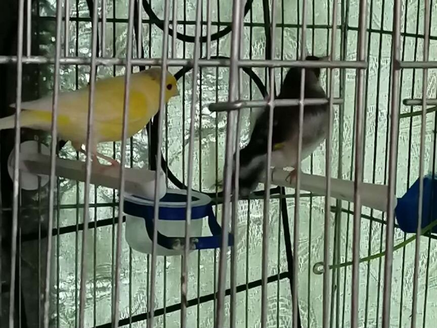 Канарейки шегол
