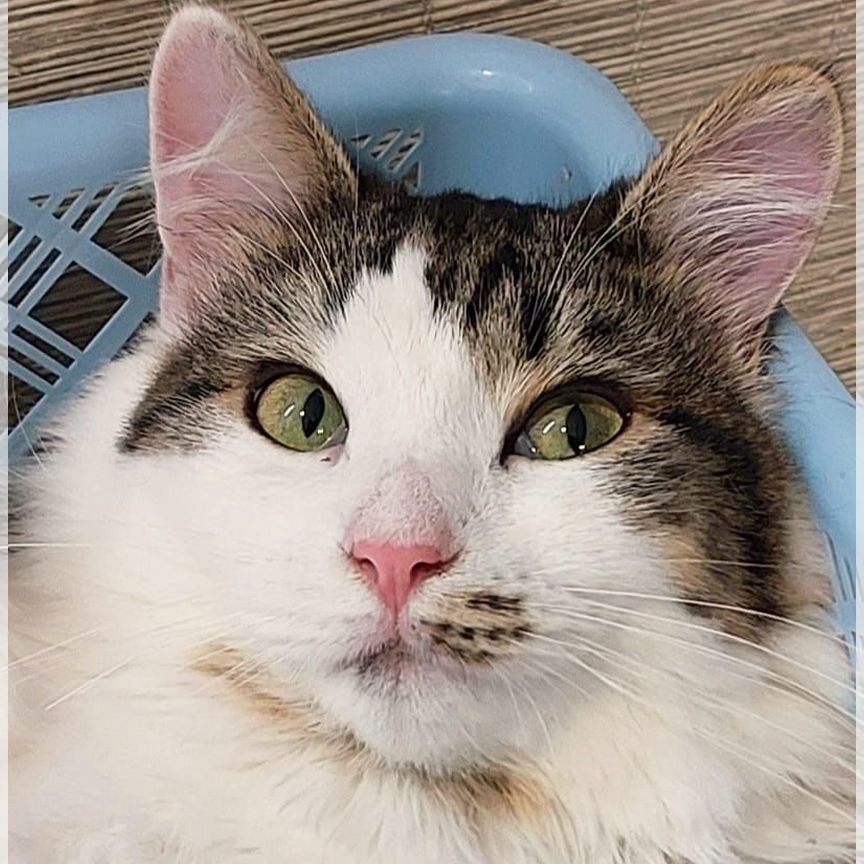 Взрослый кот в добрые руки