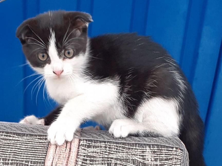 Котята