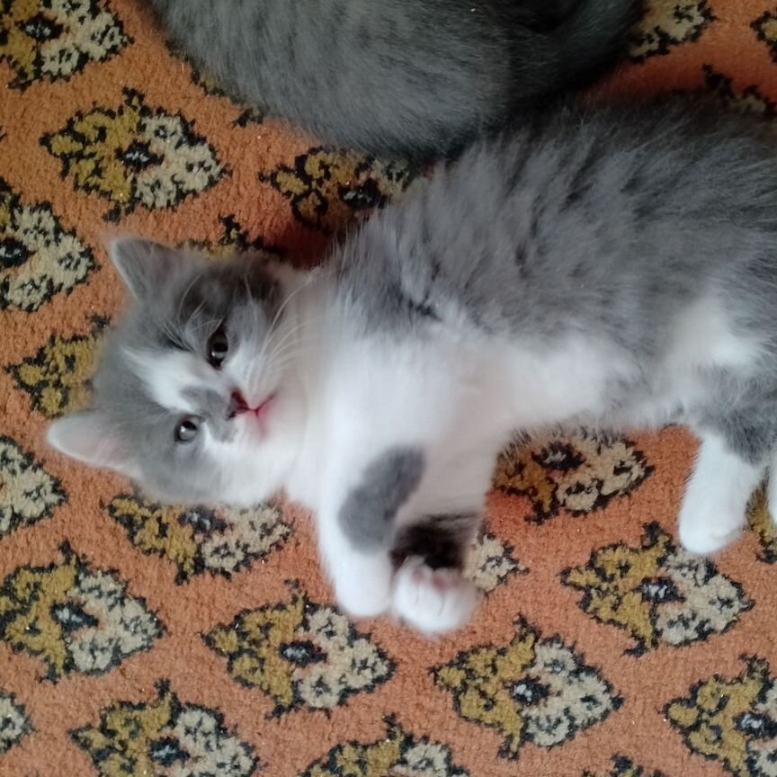 Котята
