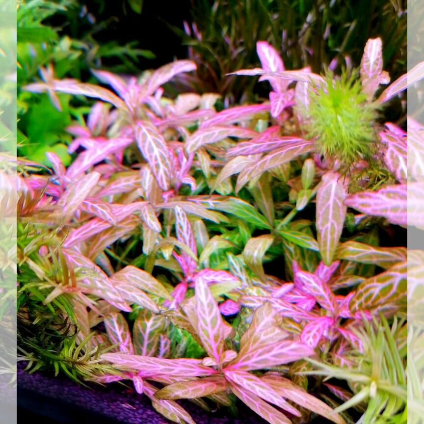 Аквариумные растения. Прополка