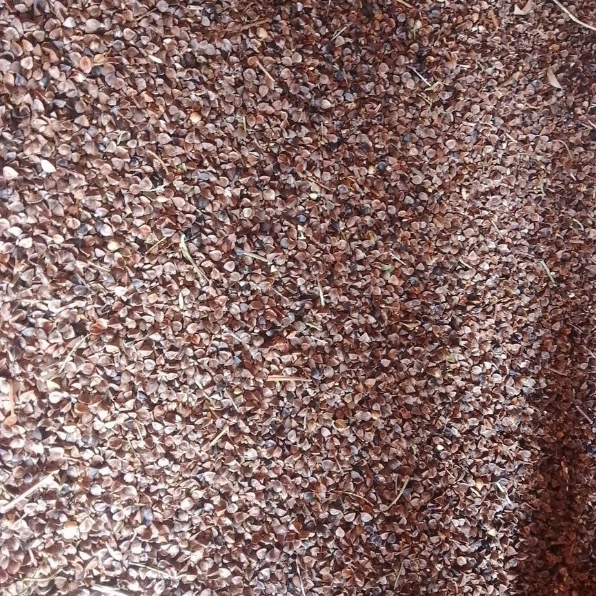 Гречиха гречка