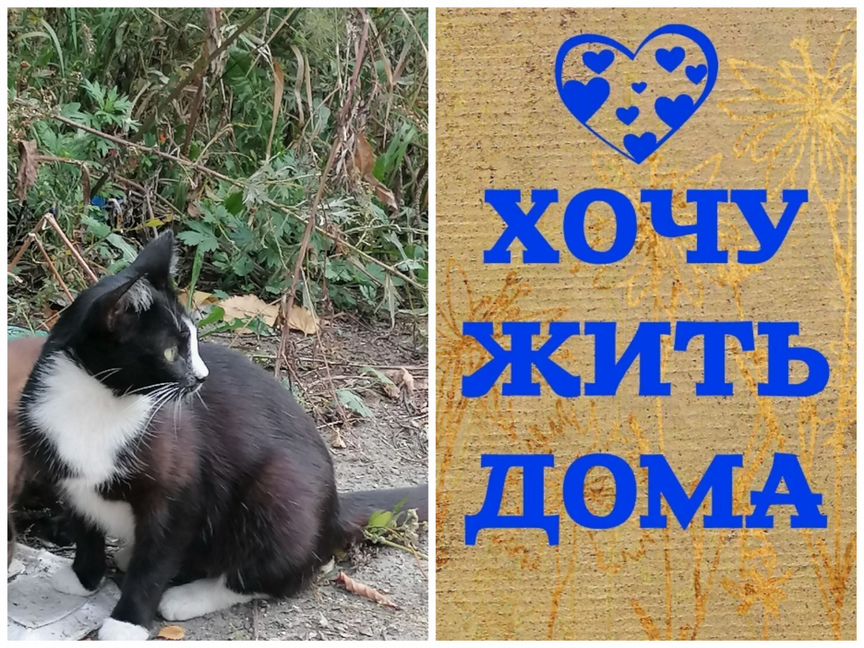 Кошечка