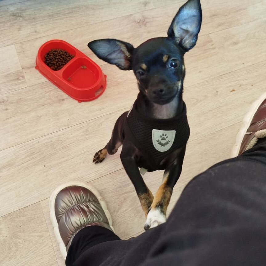 Русский той-терьер кабель