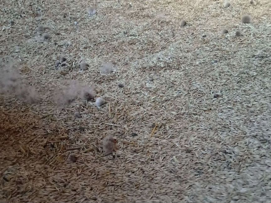 Кормовой овёс, Просо корма