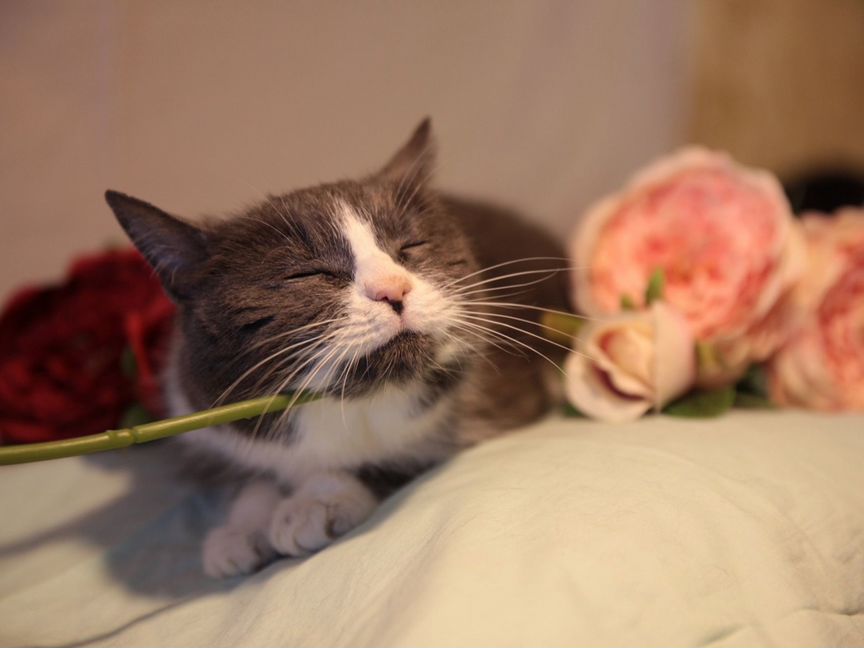 Кошечка Глаша