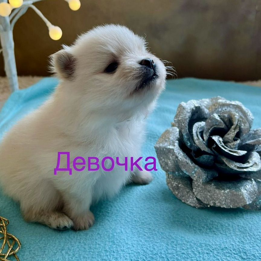 Шпице-детки