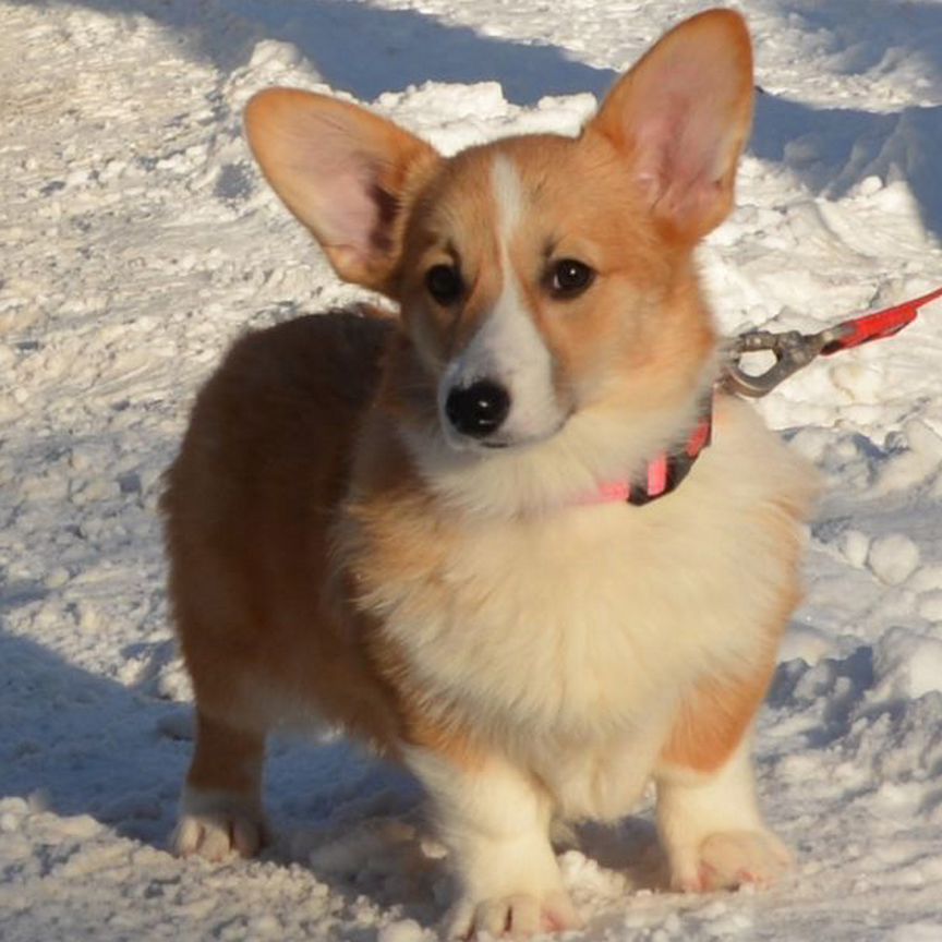 Вельш Корги Пемброк, щенок