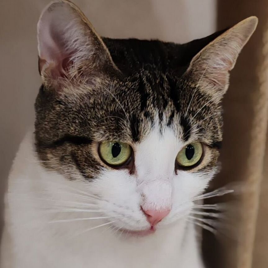 Взрослый кот в добрые руки