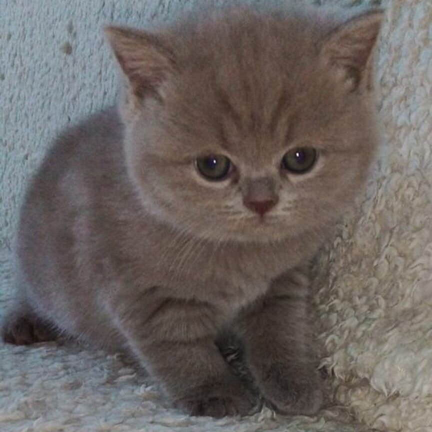 Британские мраморные котята