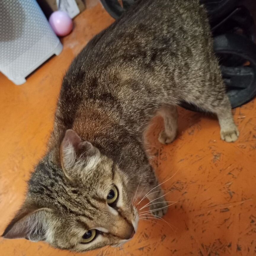 Ориентальная, взрослая кошка