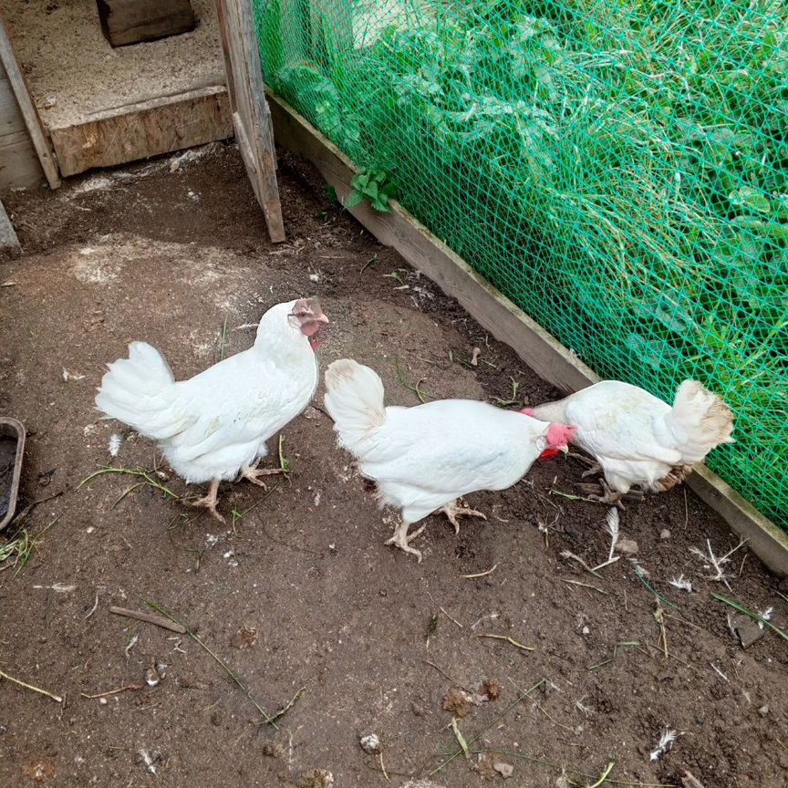 Куры несушки отдам бесплатно