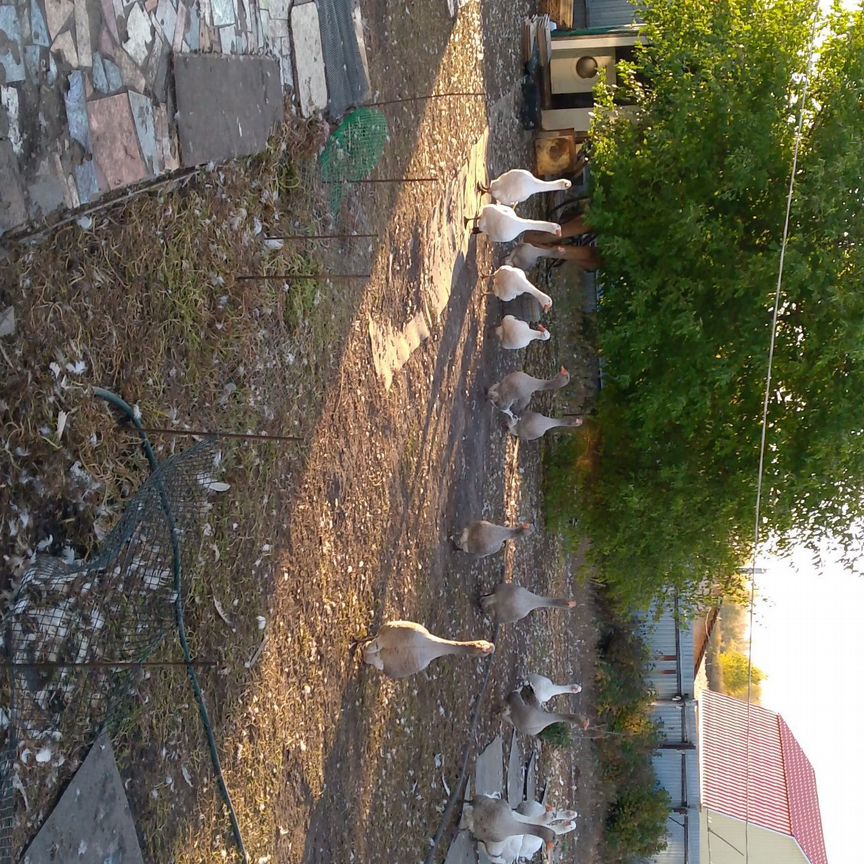 Продажа гусей оптом и в розницу