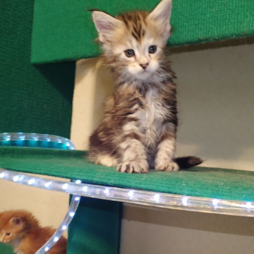 Котята мэйн кун