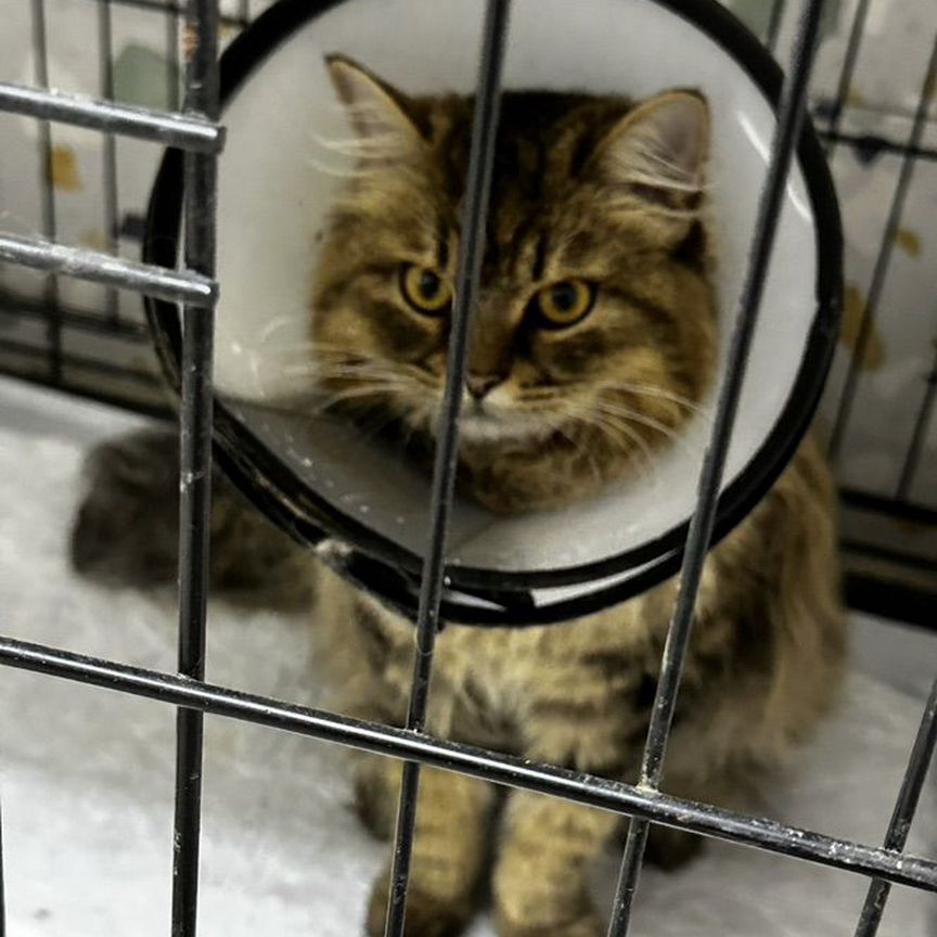 Отдам в добрые руки