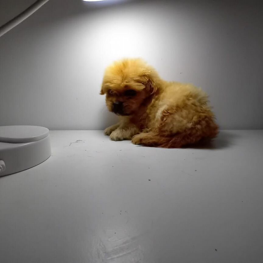 Щенки мальтипу