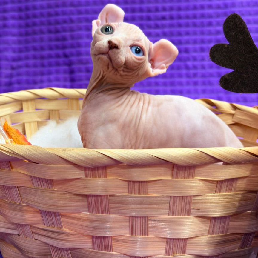 Канадский сфинкс котёнок