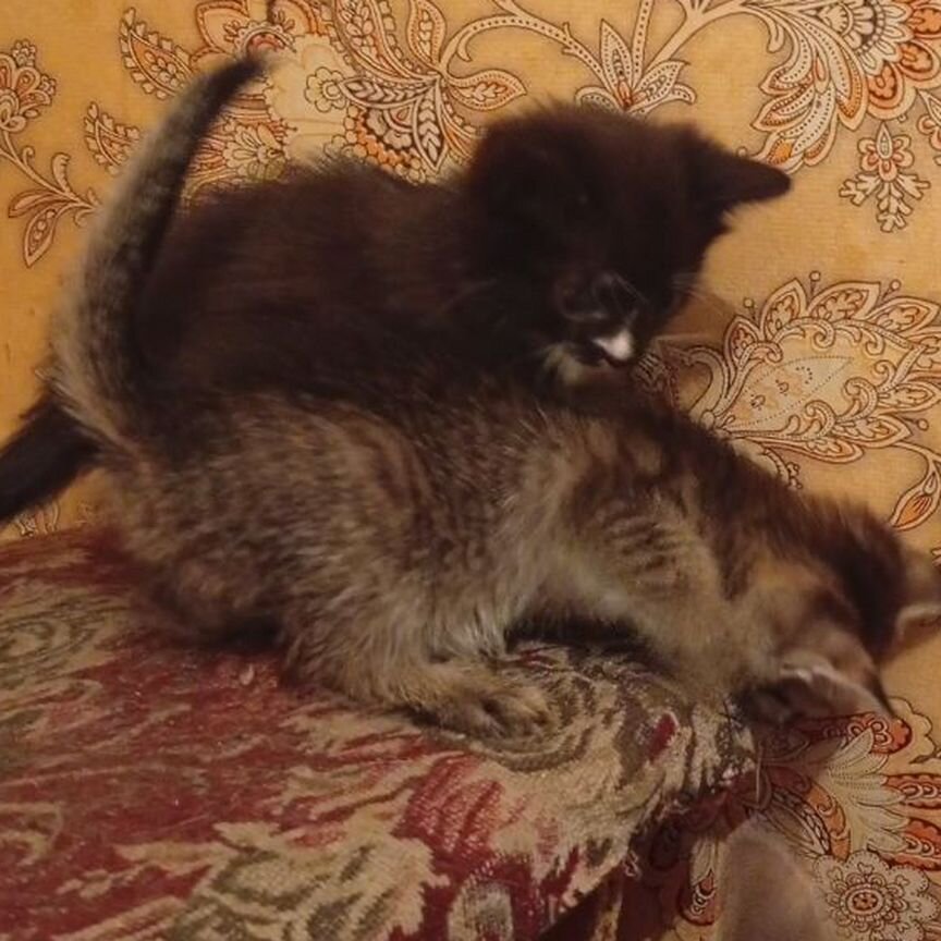 Отдам бесплатно котят
