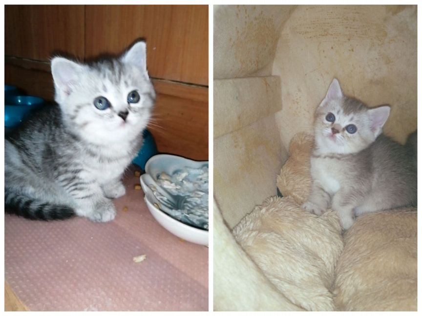 Шотландские котята