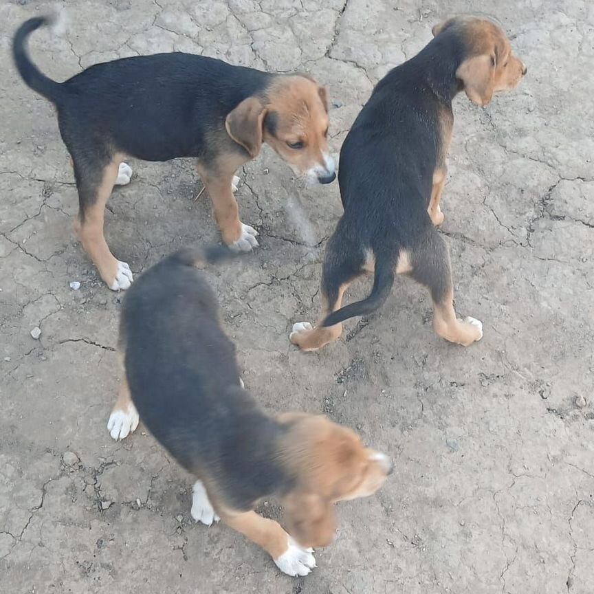 Продаются щенки охотничьей породы