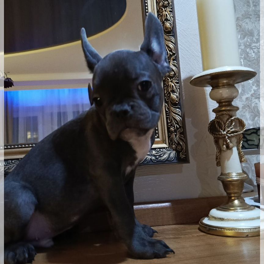 Французский бульдог, щенок