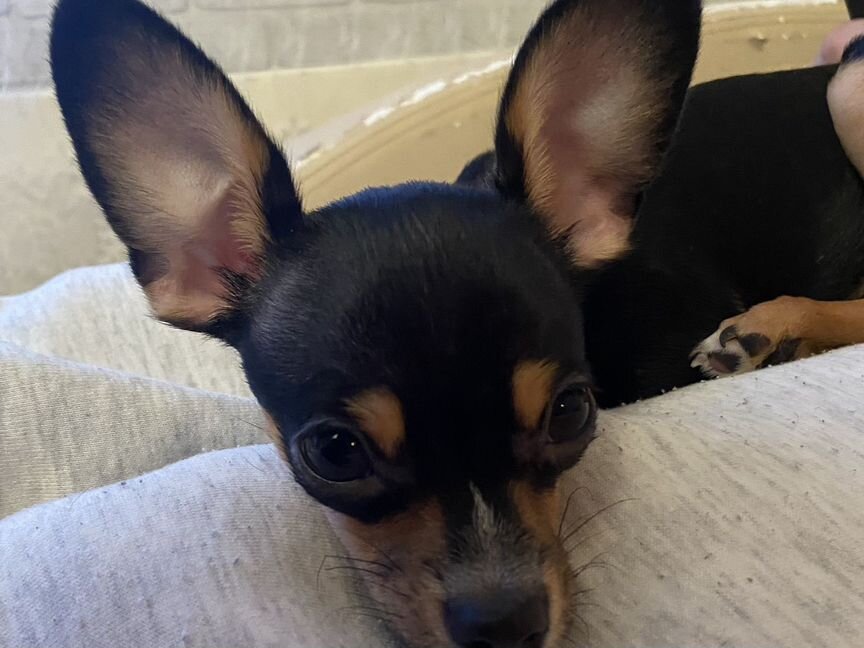 Той-терьер мини