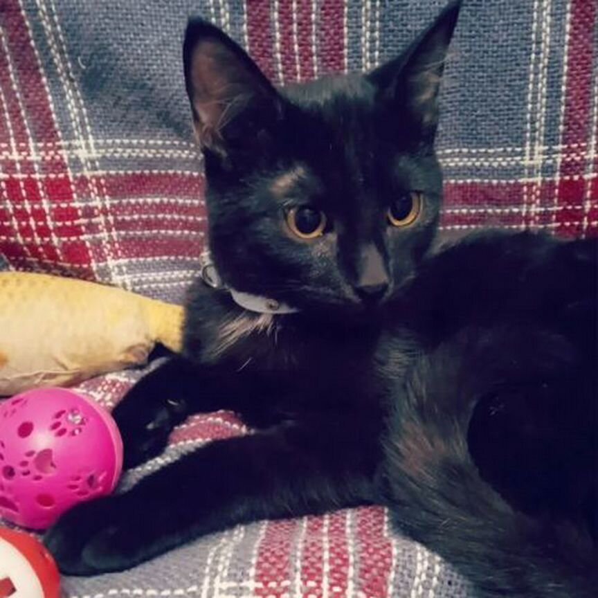 Котенок в добрые руки