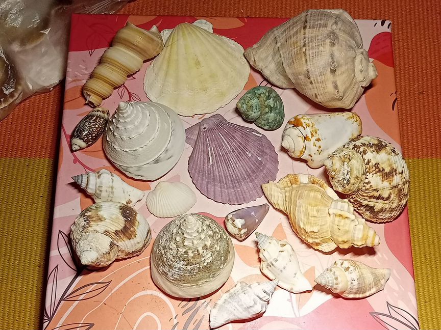 Морские раковины