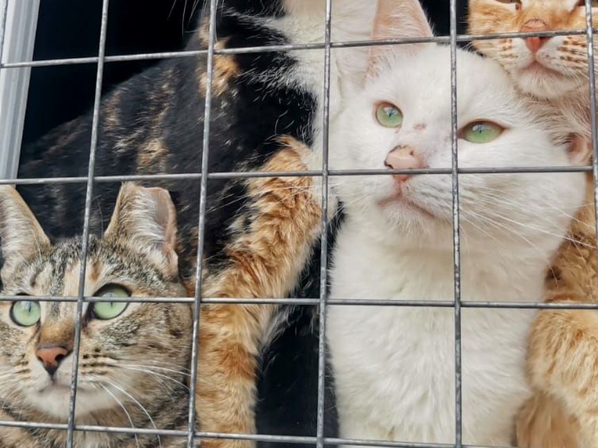 Котики из приюта ищут дом