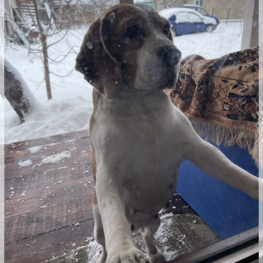 Бигль, взрослая собака