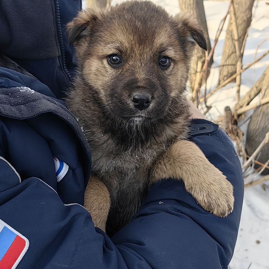 Щенок 1,5 месяца в добрые руки