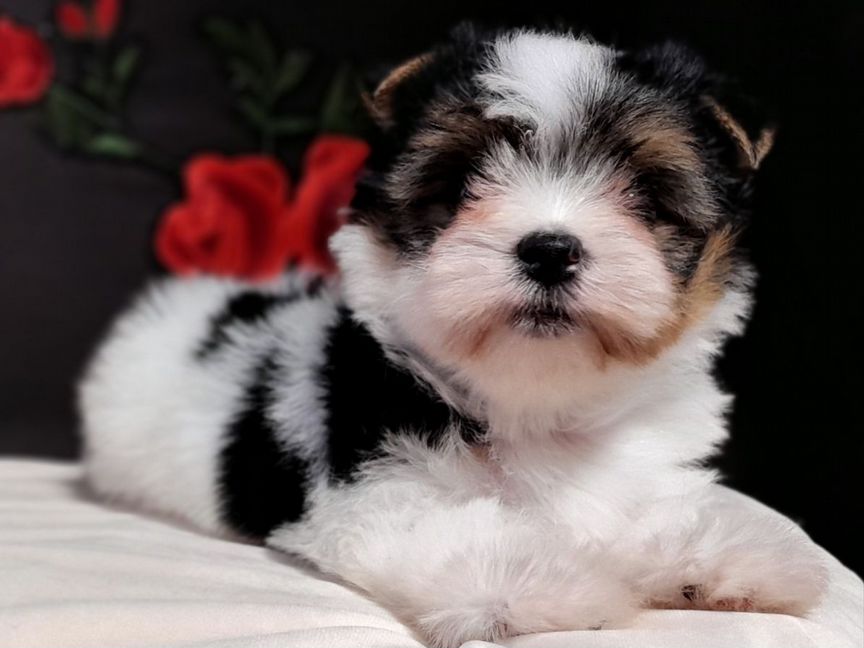 Мини мальчик Бивер