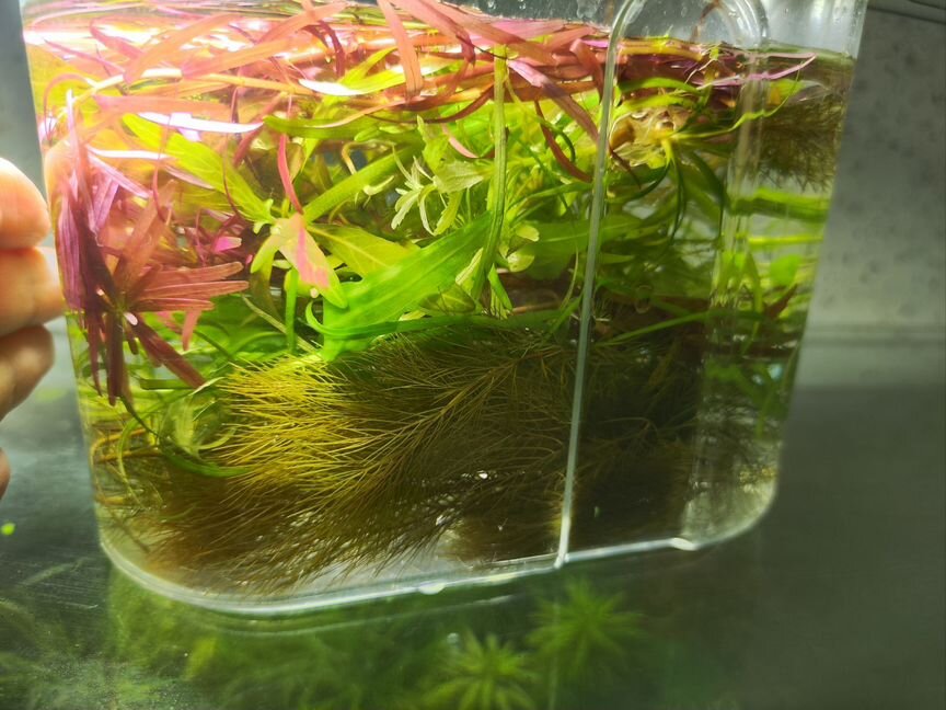 Аквариумная прополка