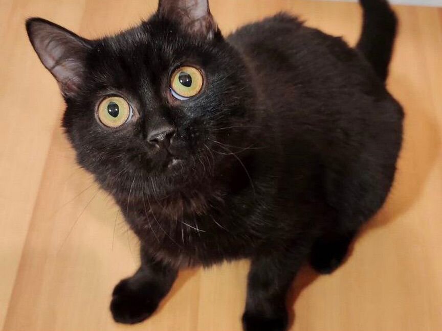 Котик ласкуша