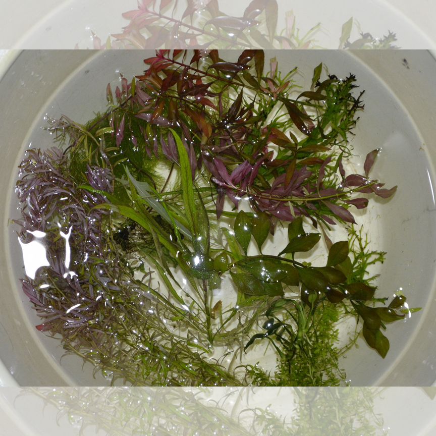 Растения. Свежая аквариумная прополка