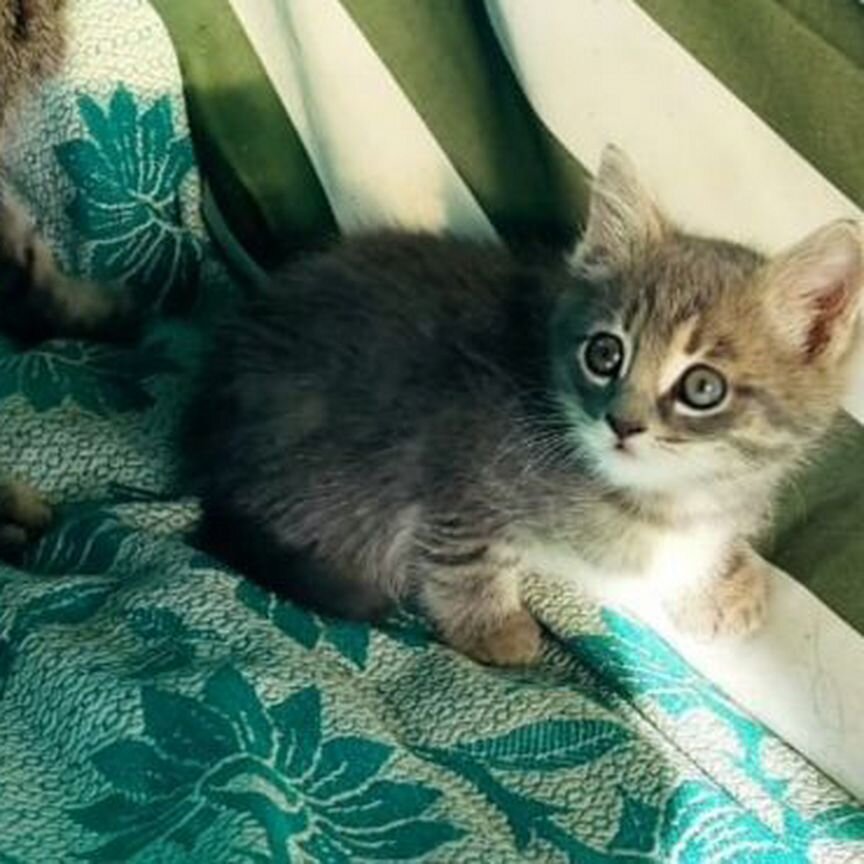Серенький котёнок в добрые ручки