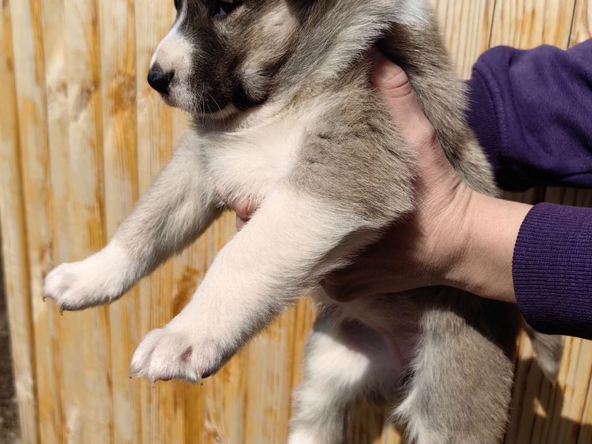 Щенята западно сибирской лайки