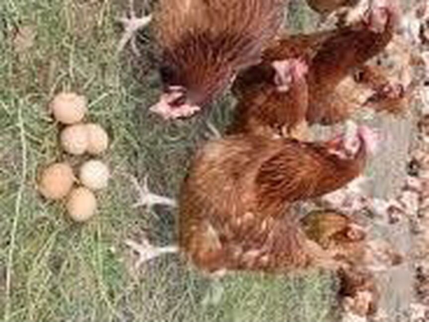 Куры несушки