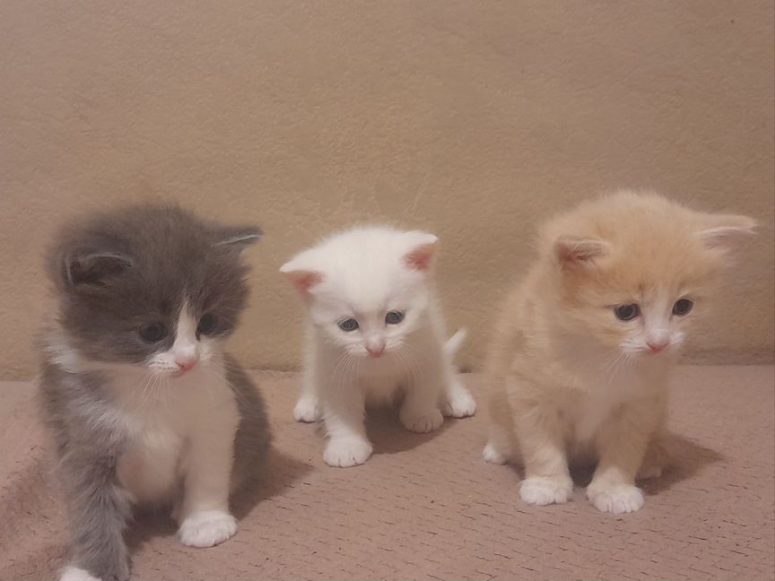 Котята в самые любящие руки