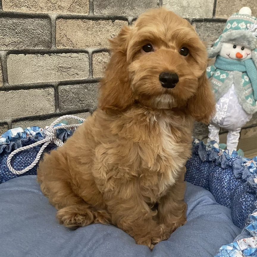 Кокапу, щенок