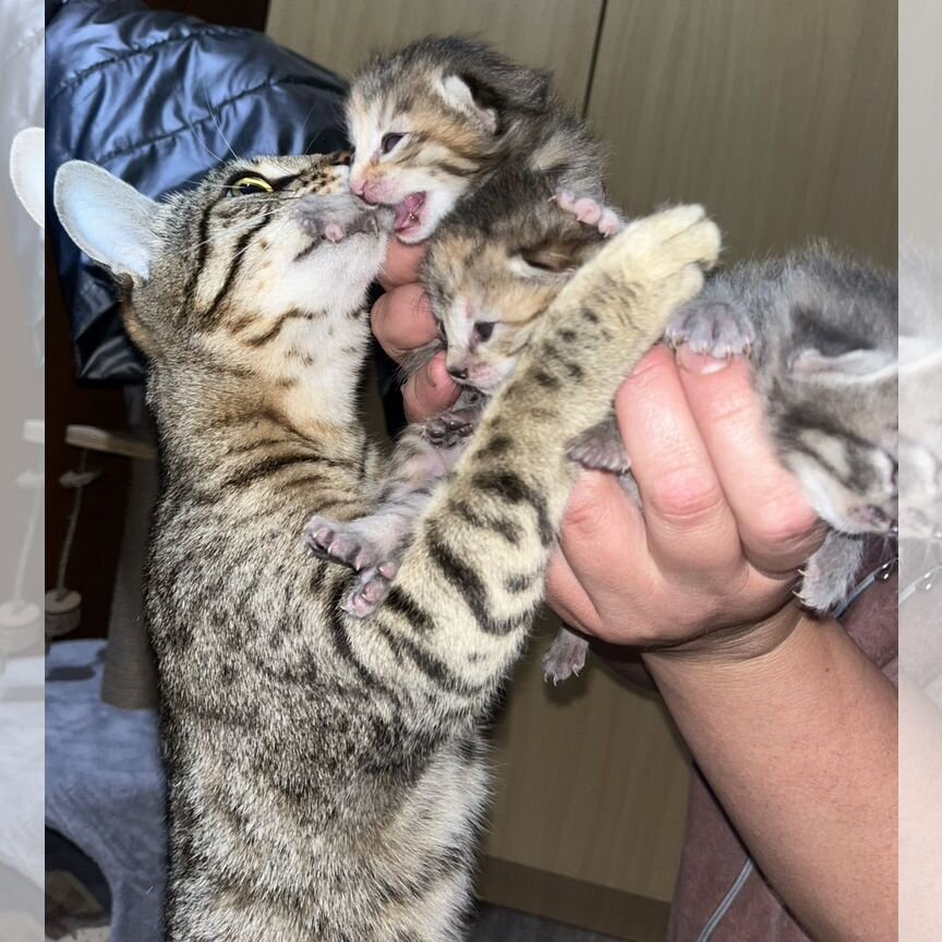 Котята