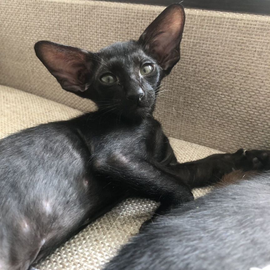 Ориентальный кот