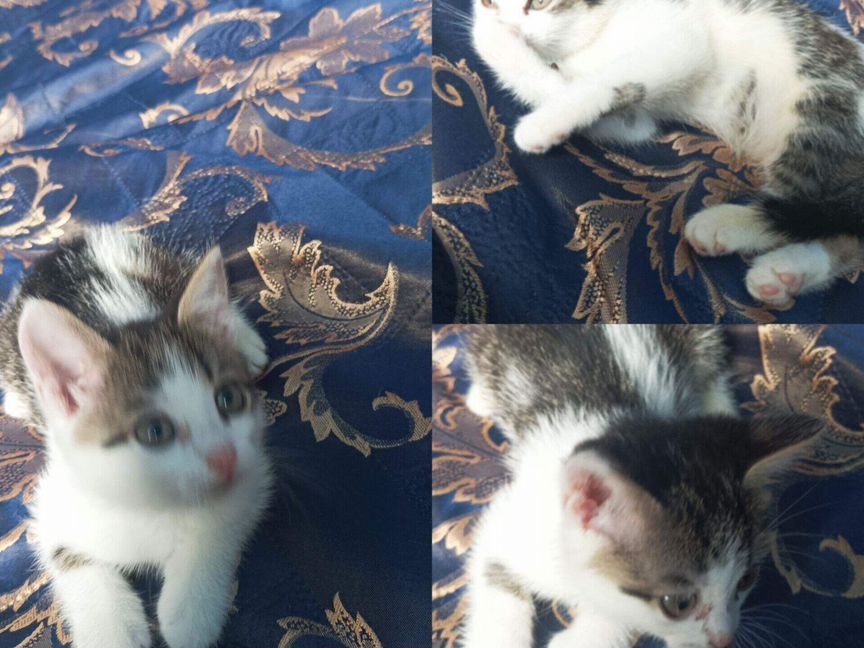 Кошечка 3месяца