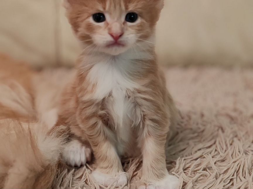 Мейнкун Полидакт