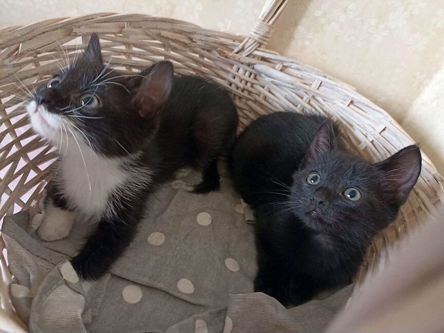 Чёрный котёнок Симка