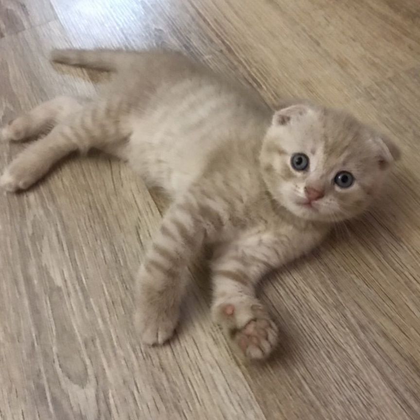 Шотланский вислоухий мальчик