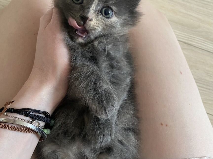 Котенок необычной расцветки