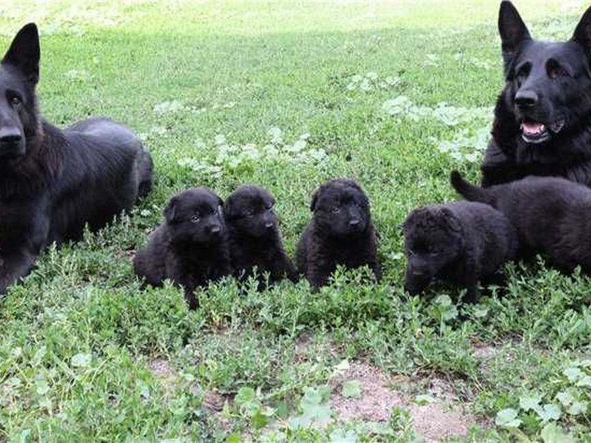 Чистокровные немцы овчарки черного окраса-щенки