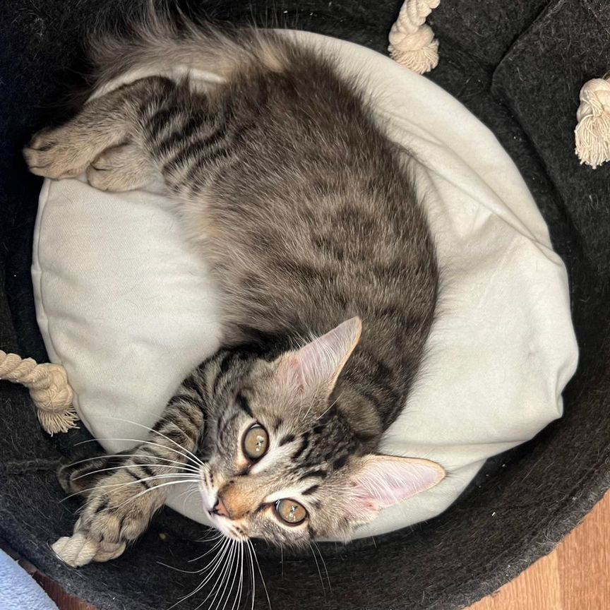 Шилопопый котенок полосатик ищет дом