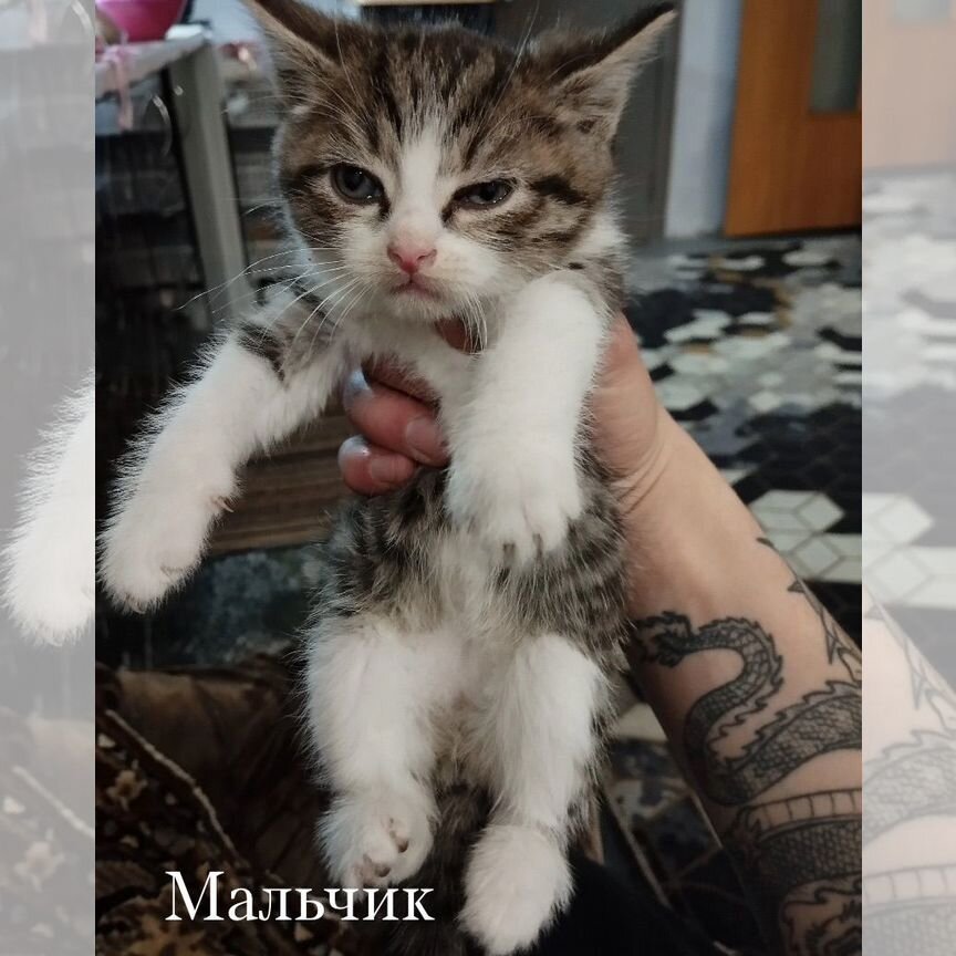 Отдам котят в добрые руки